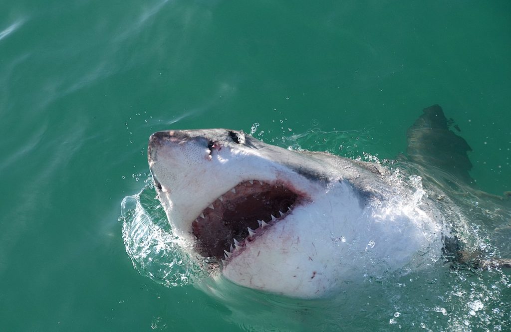 The Scariest Types of Sharks in the World - Jonathan H. Kantor