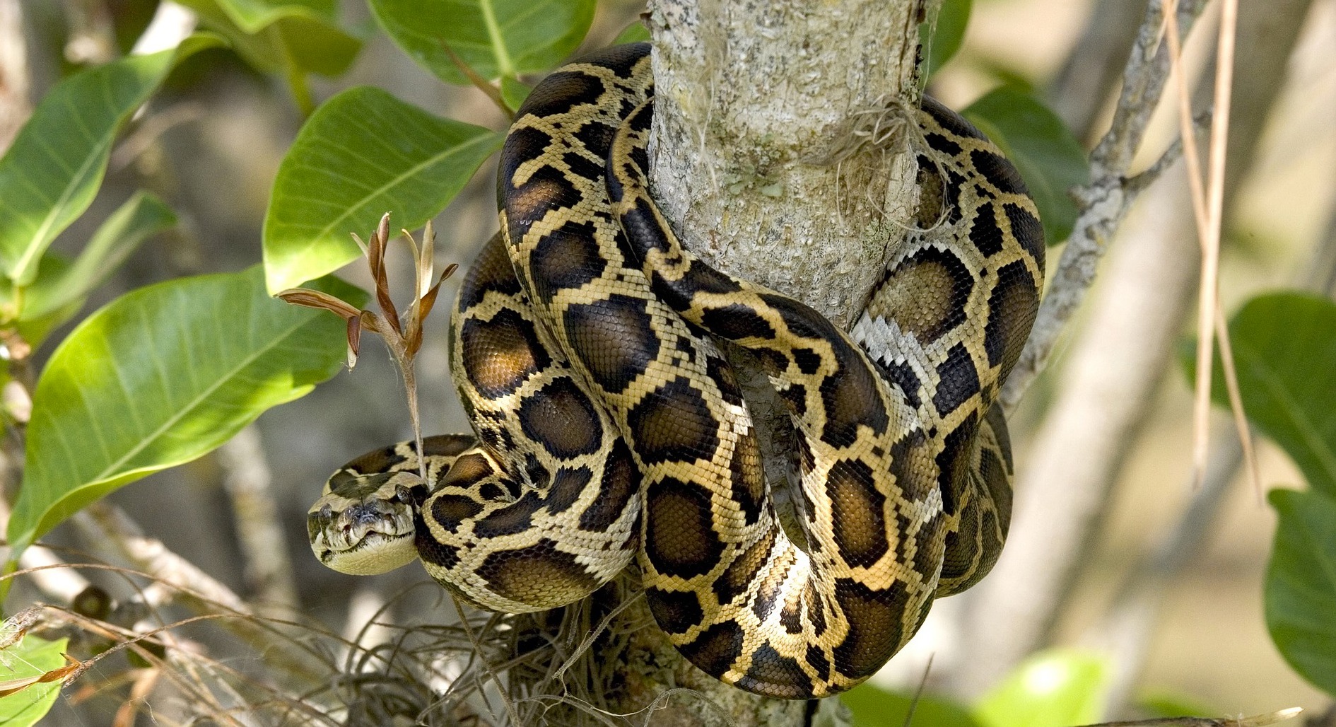 Invasive Animals You Can Actually Get Paid To Hunt - Jonathan H. Kantor